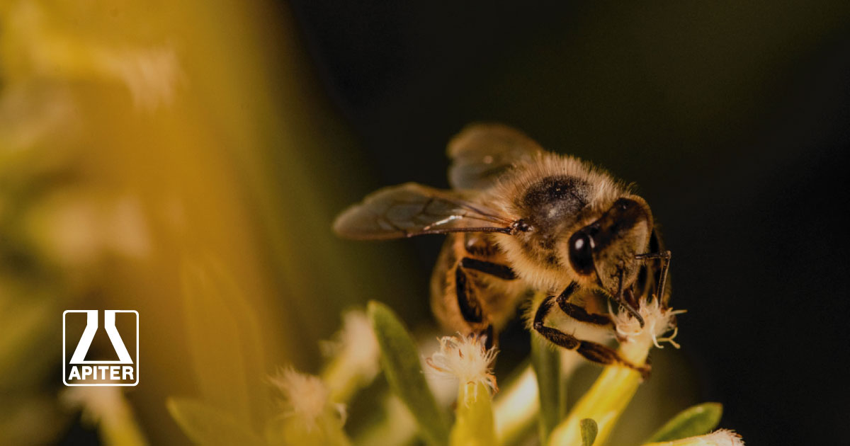 Productos • APITER